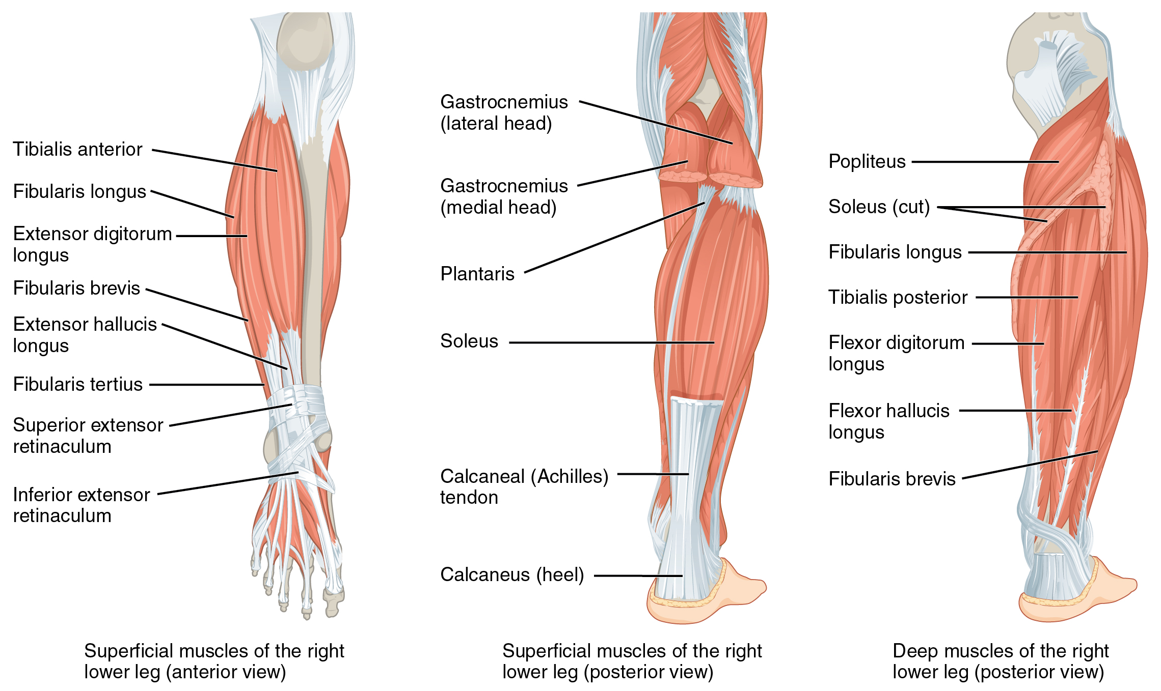Appendicular Muscles Of The Pelvic Girdle And Lower Limbs Anatomy And 