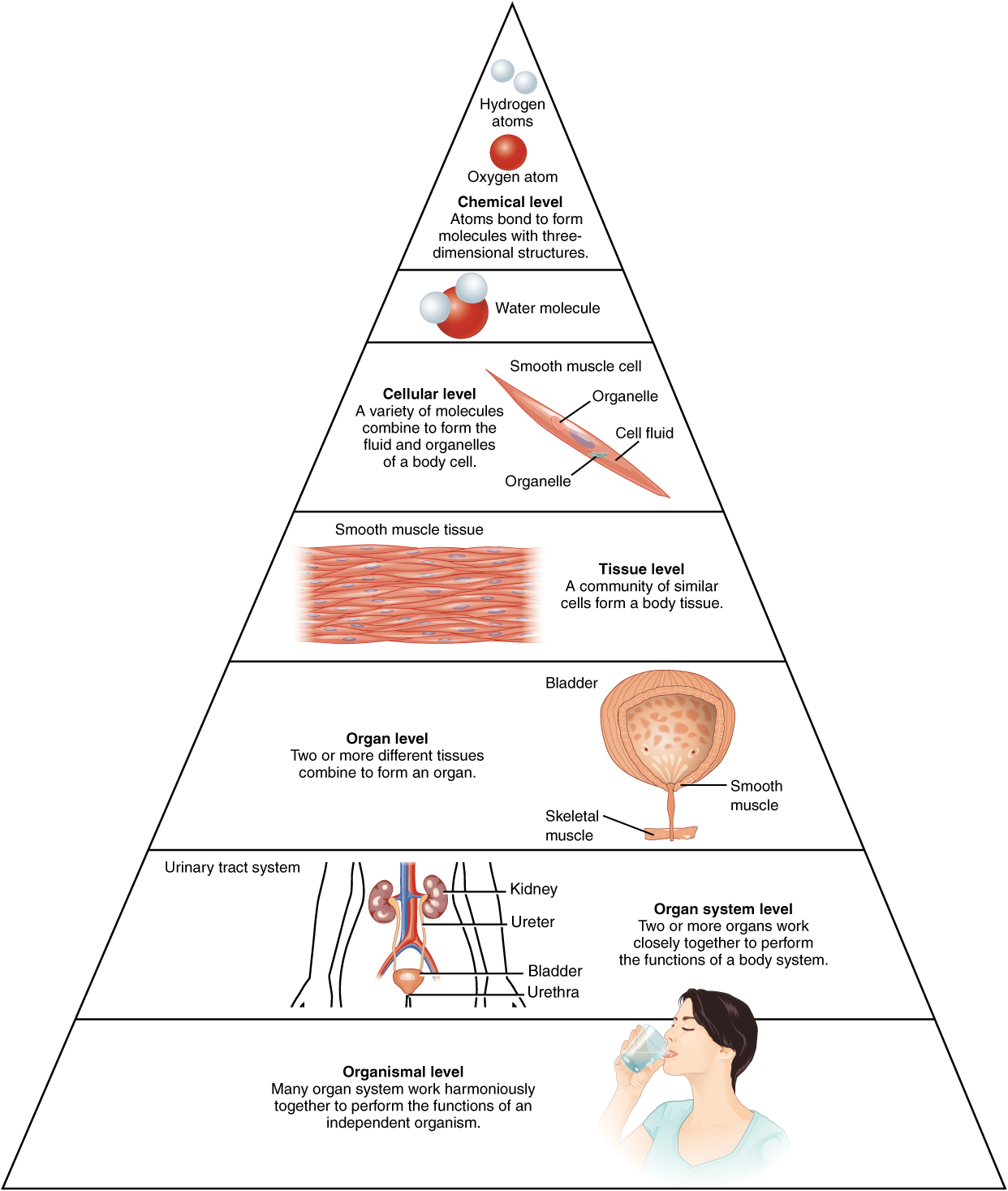 Structural Organization Of The Human Body Anatomy And Physiology