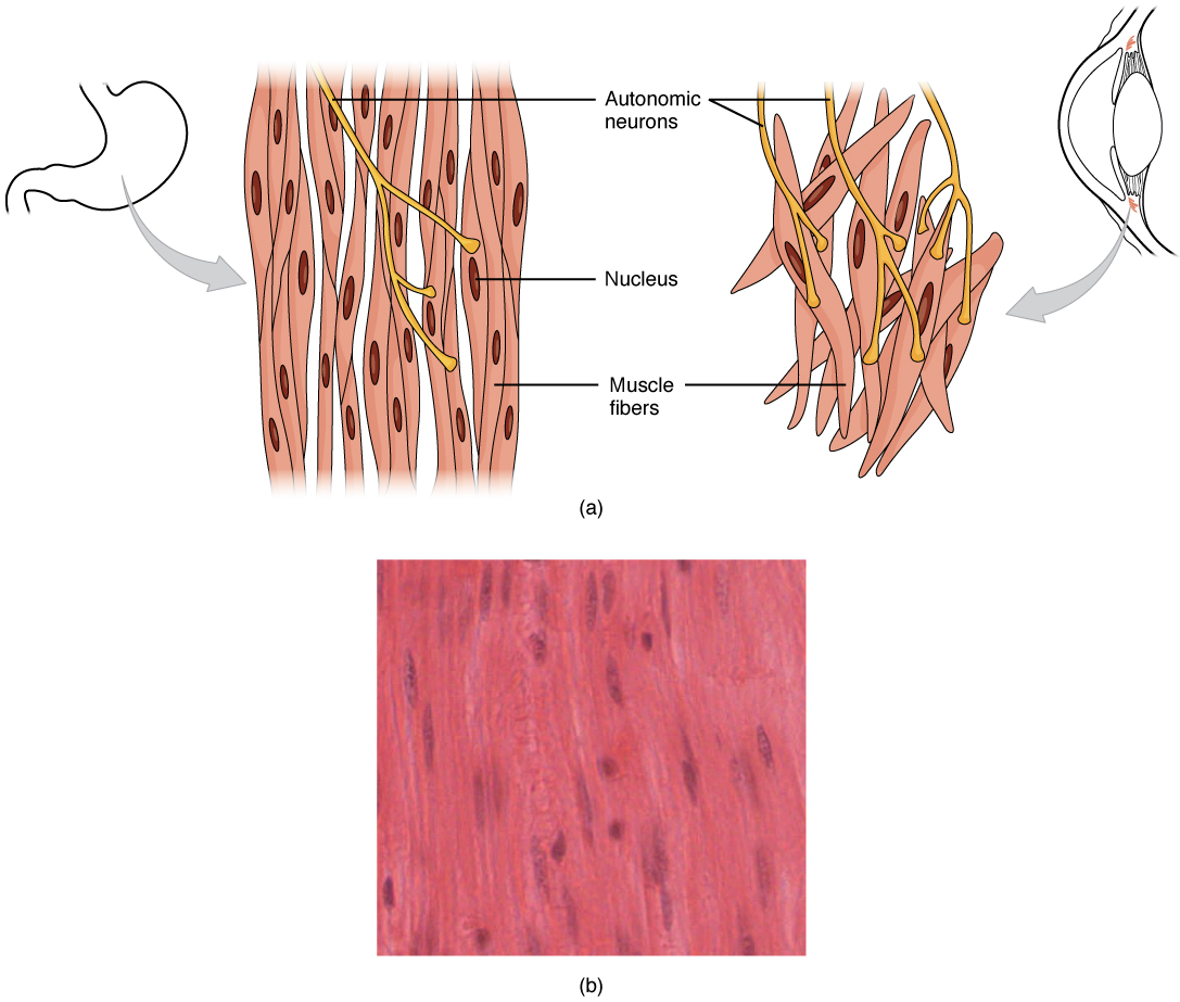 Smooth Muscle Anatomy And Physiology Smooth Muscle Anatomy And Physiology