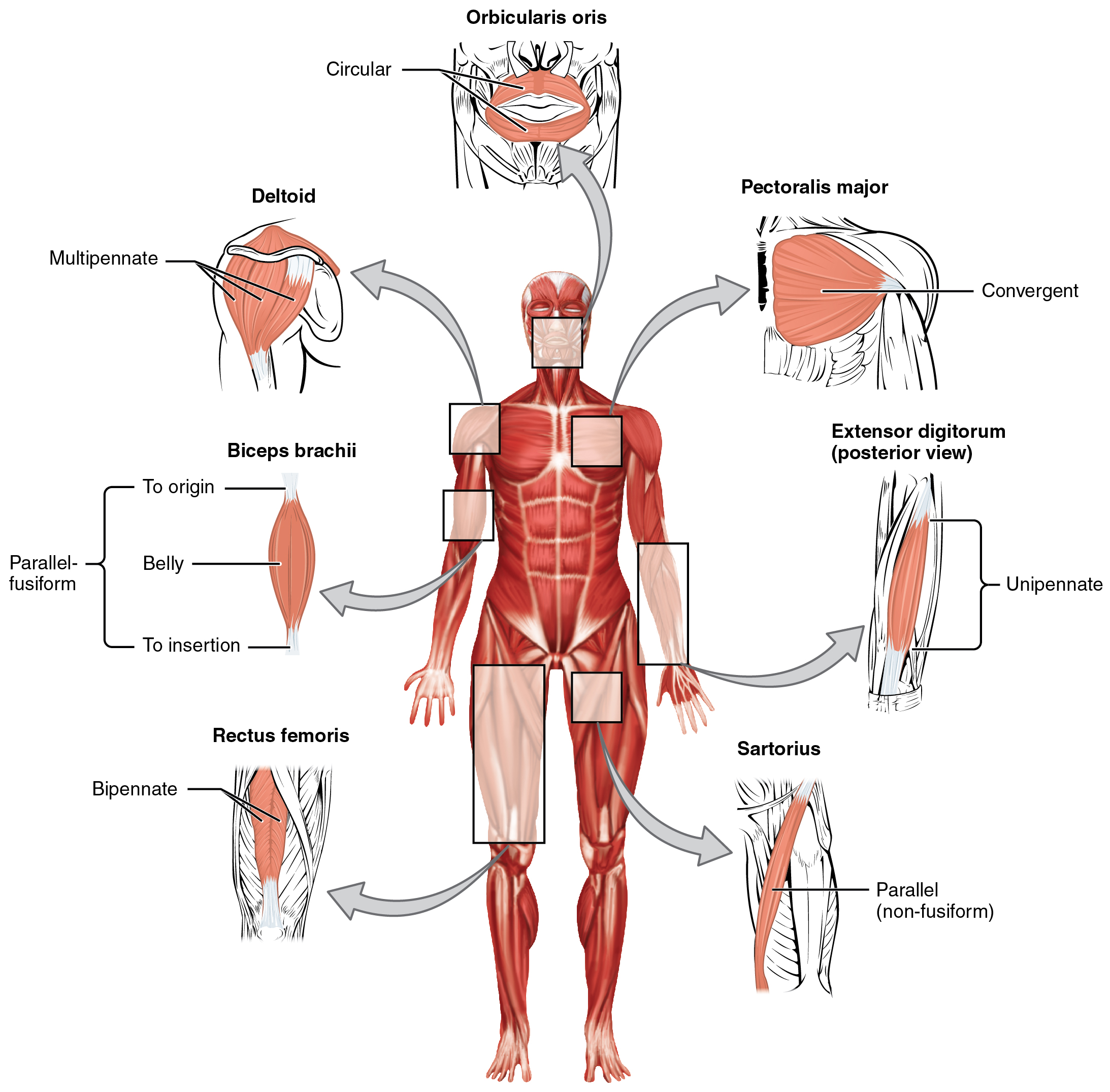 Interactions Of Skeletal Muscles Their Fascicle Arrangement And Their 