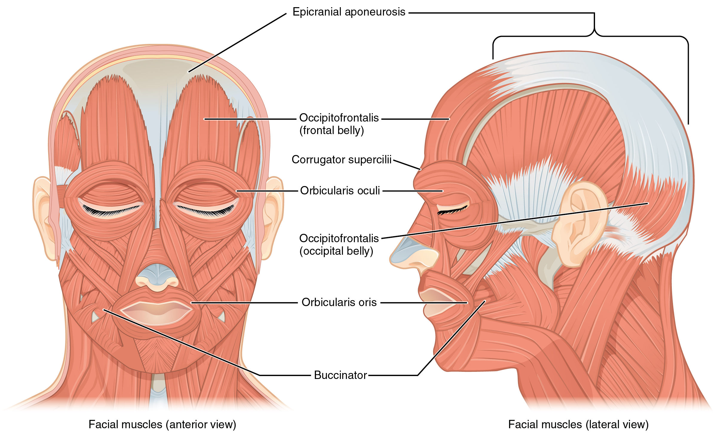 Axial Muscles Of The Head Neck And Back Anatomy And Physiology