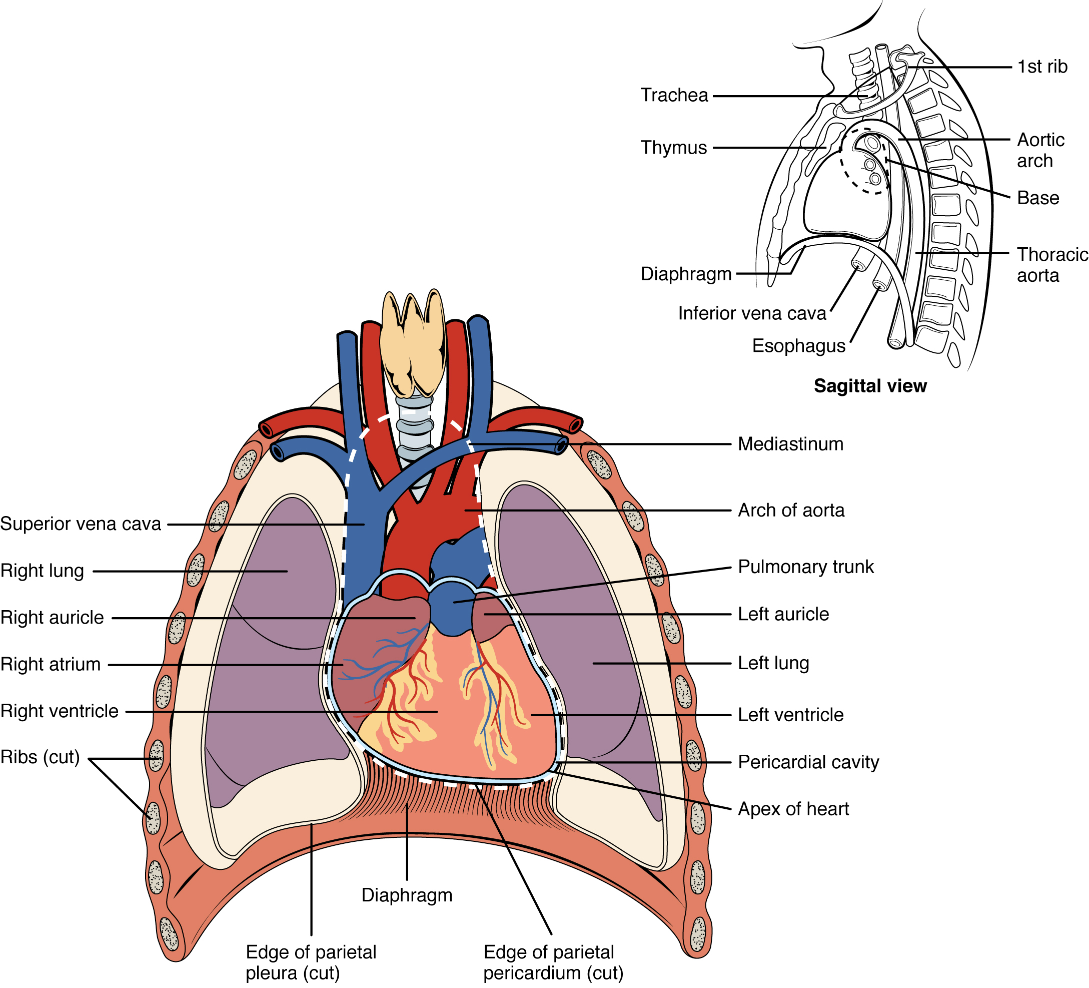 Heart Anatomy Anatomy And Physiology