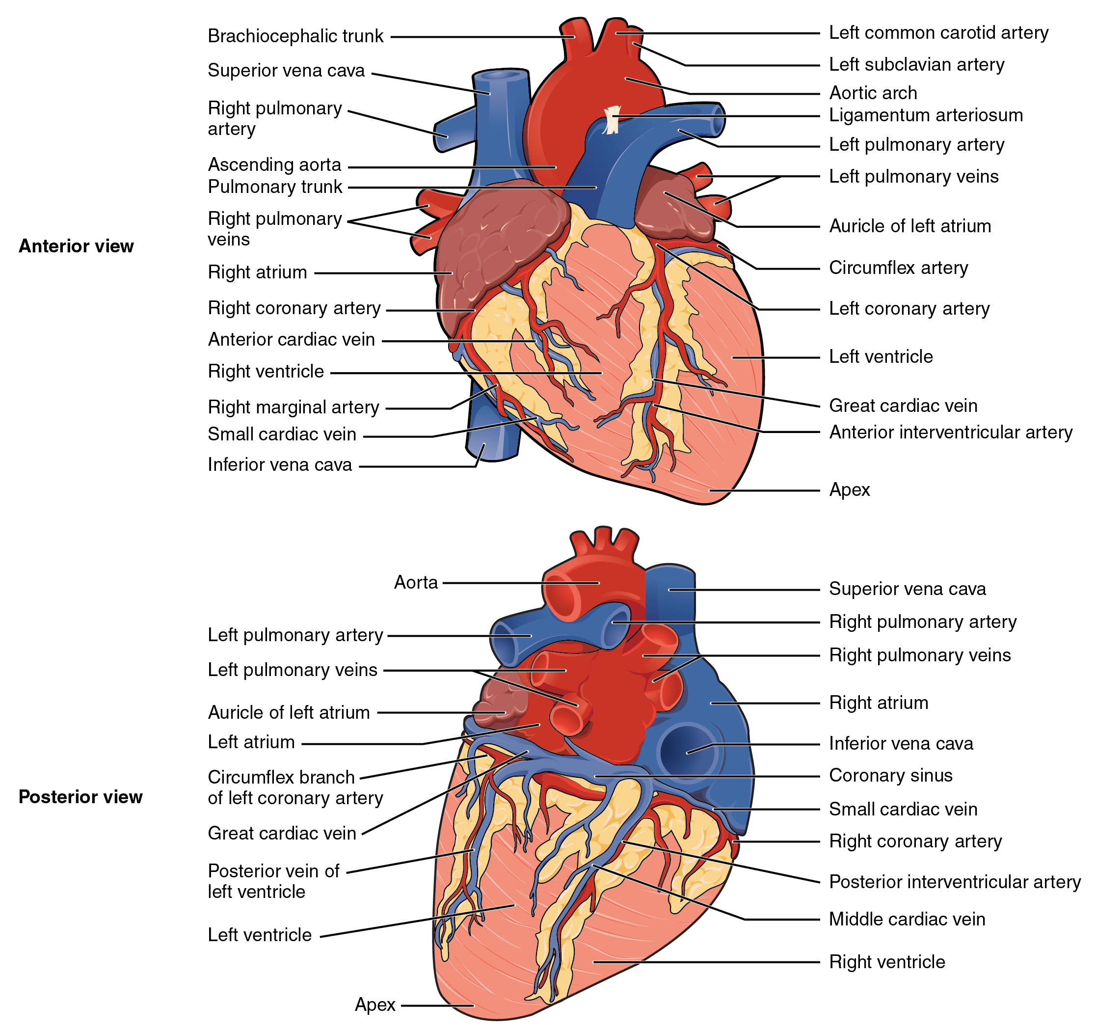 Heart Anatomy Anatomy And Physiology Heart Anatomy Anatomy And Physiology