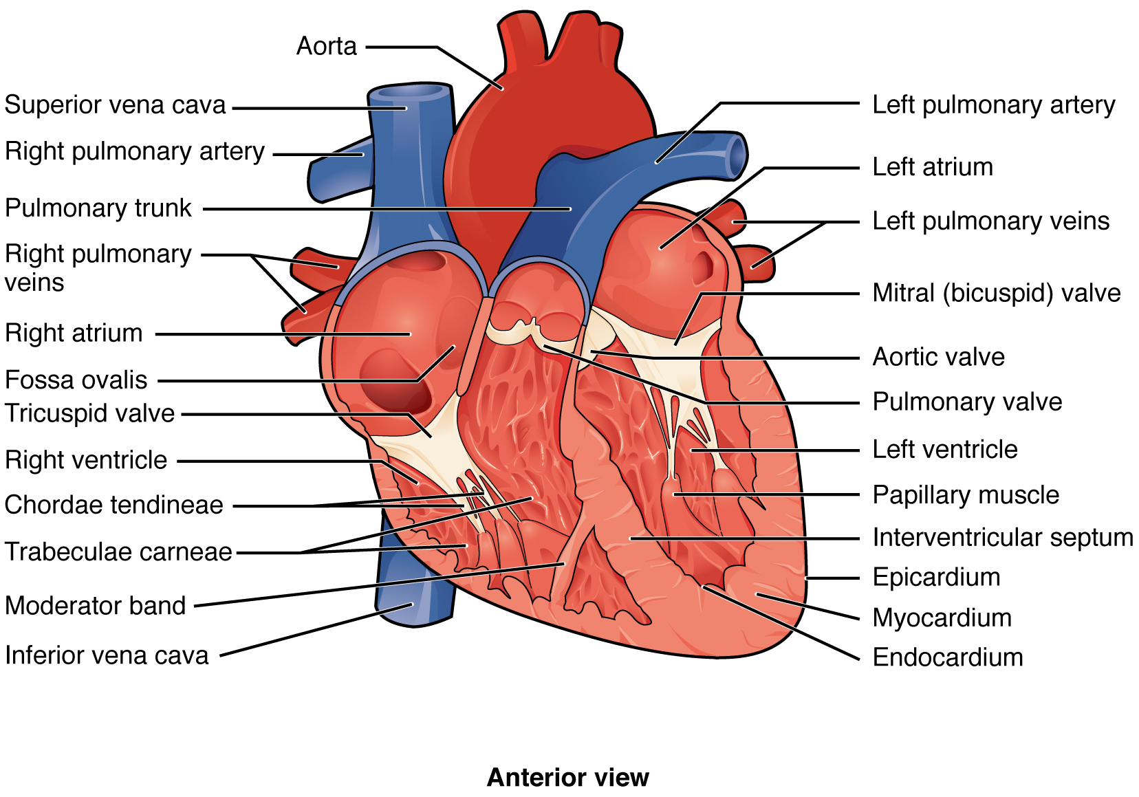 Heart Anatomy Anatomy And Physiology