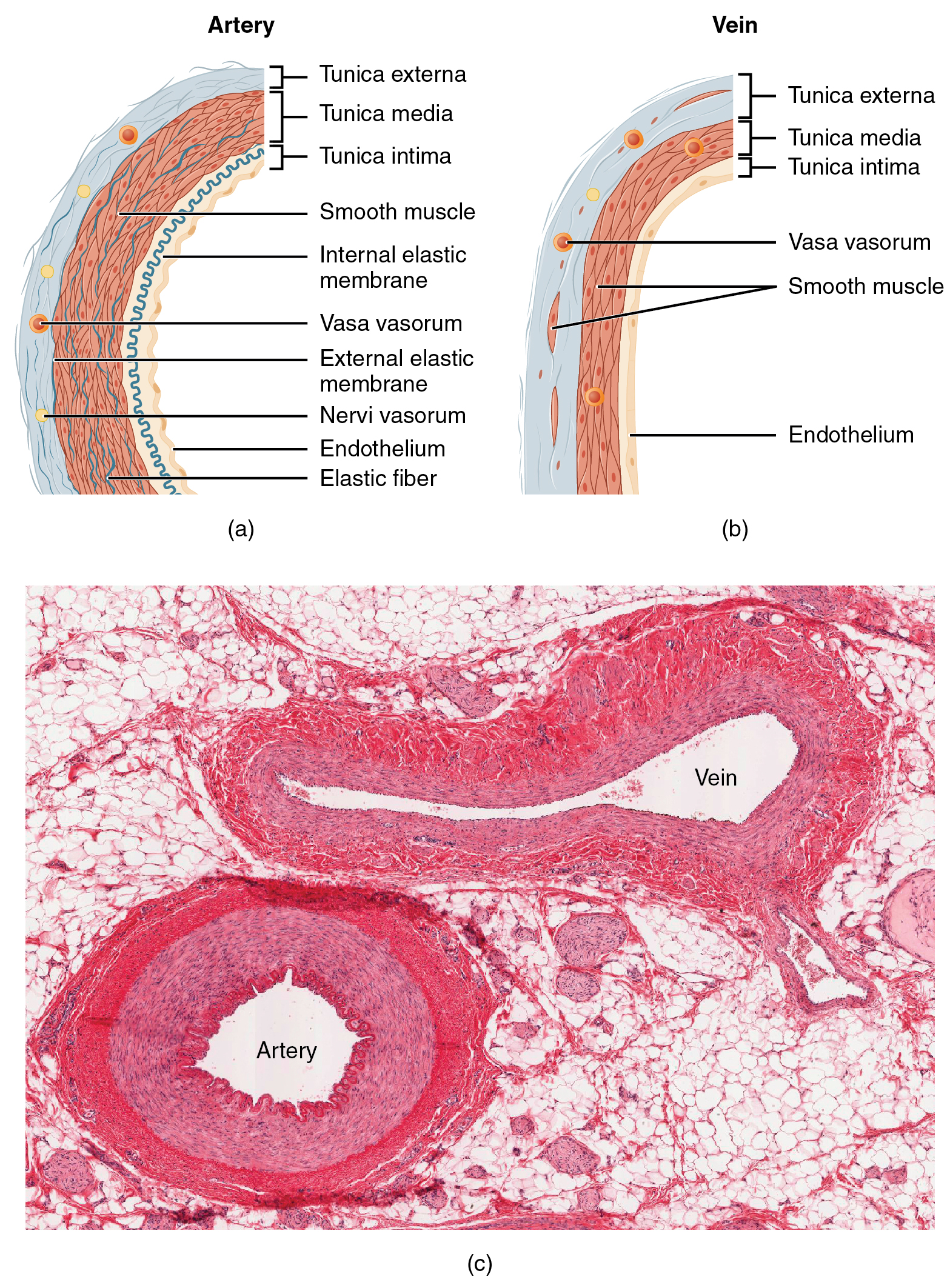 Structure And Function Of Blood Vessels Anatomy And Physiology