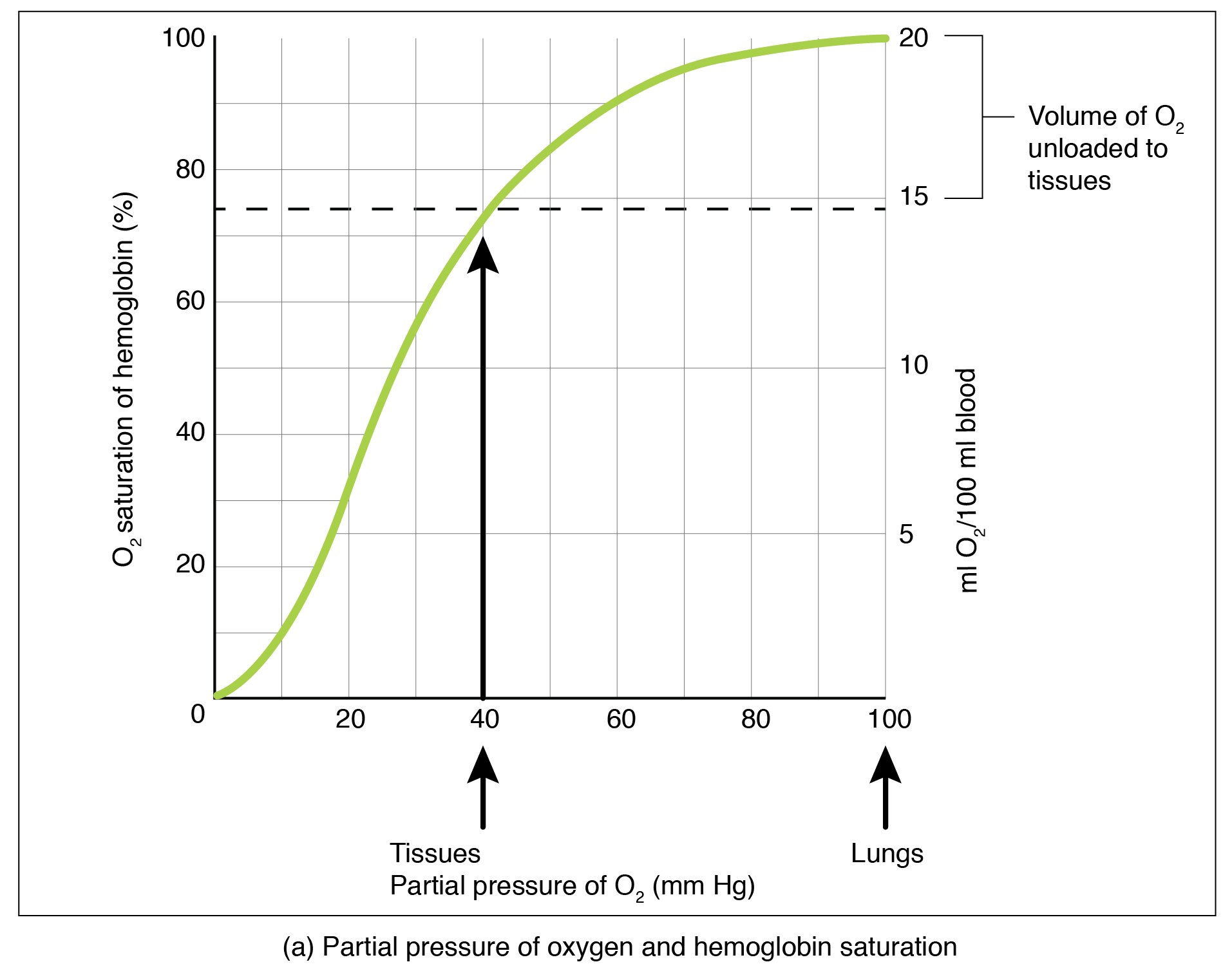 Transport Of Gases Anatomy And Physiology Transport Of Gases Anatomy And Physiology