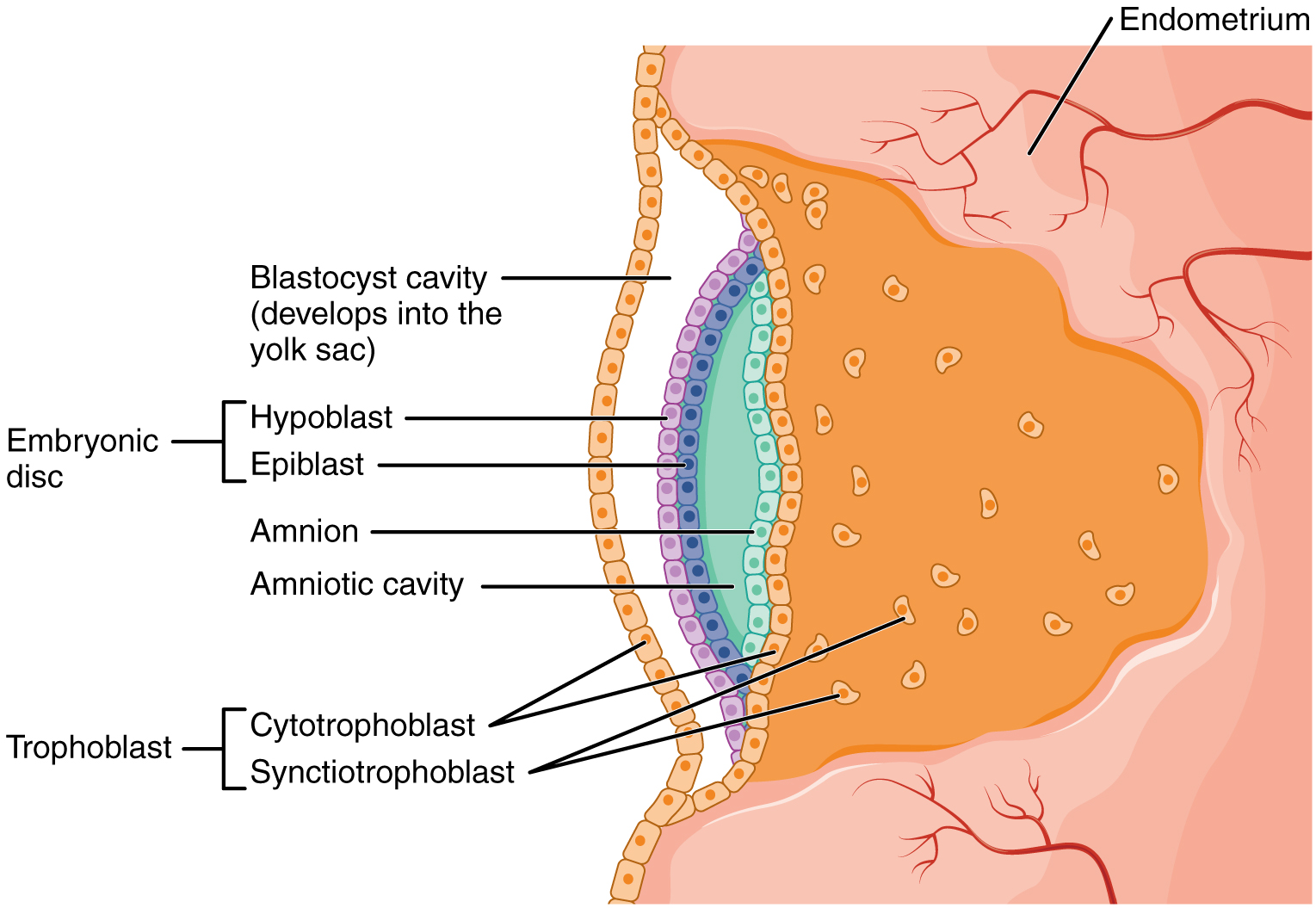 Embryonic Development Anatomy And Physiology Embryonic Development Anatomy And Physiology
