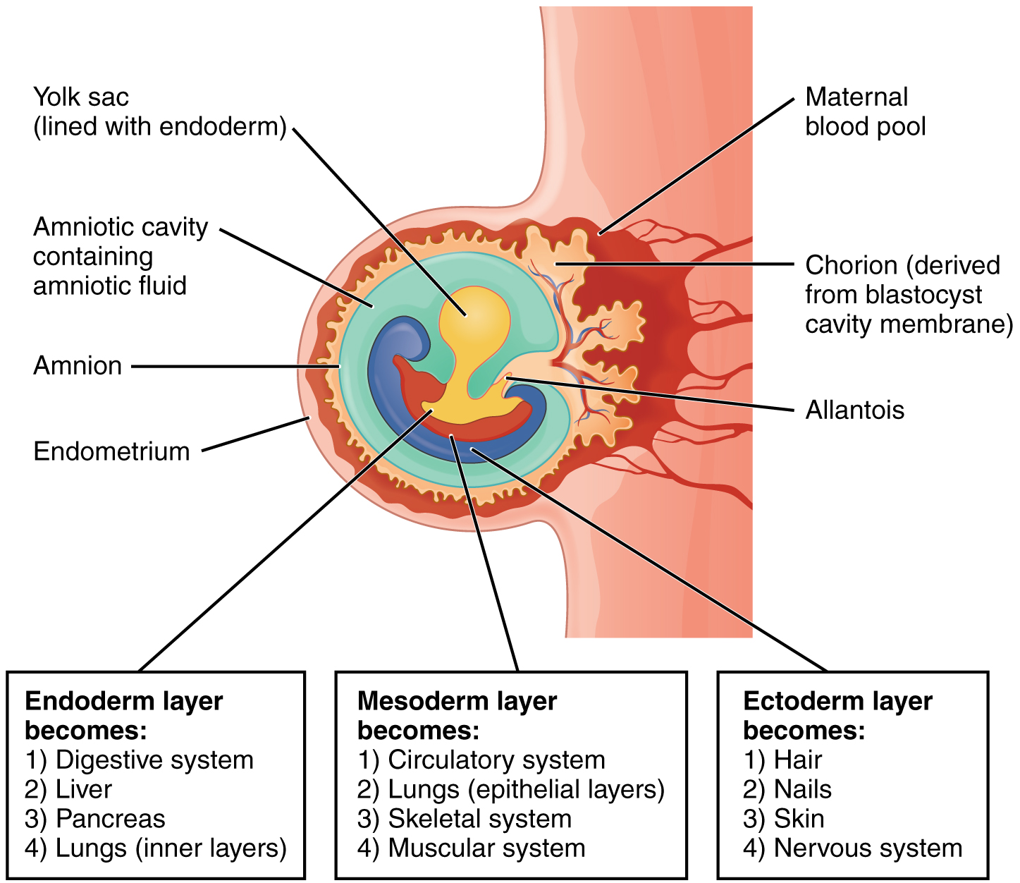 Embryonic Development Anatomy And Physiology Embryonic Development Anatomy And Physiology
