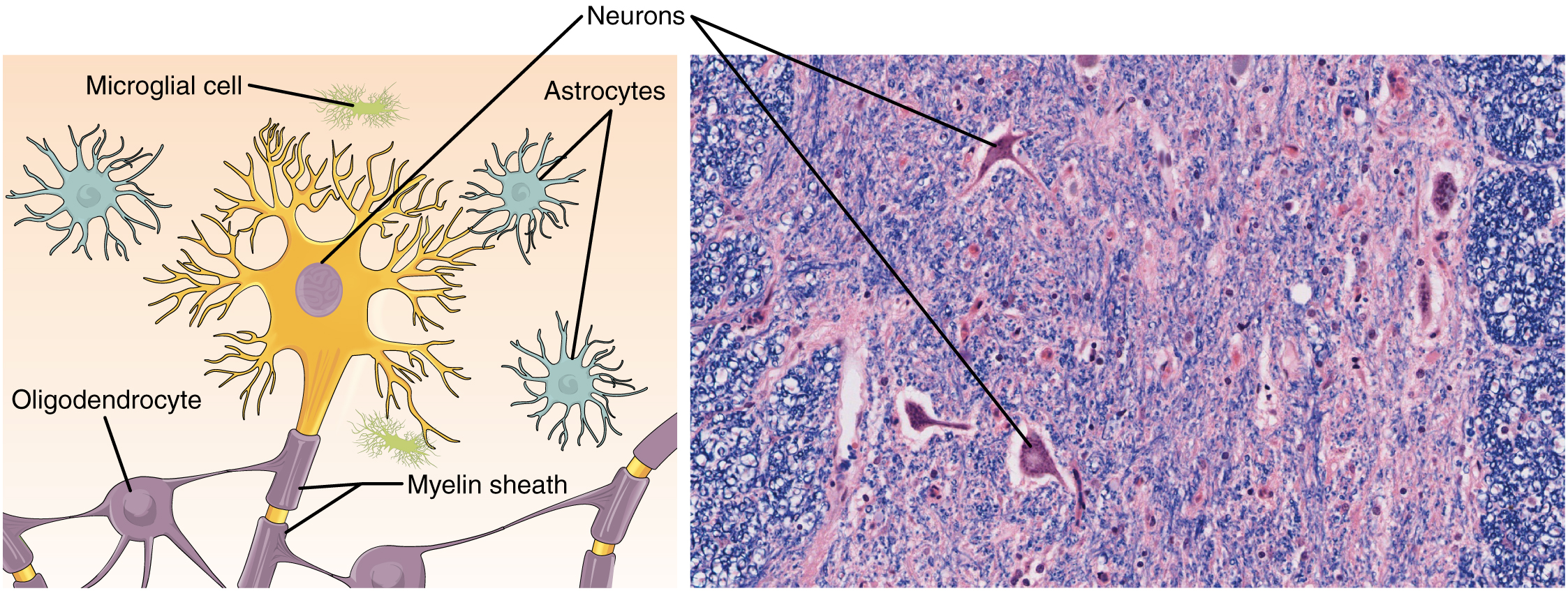 Nervous Tissue Mediates Perception And Response Anatomy And Physiology