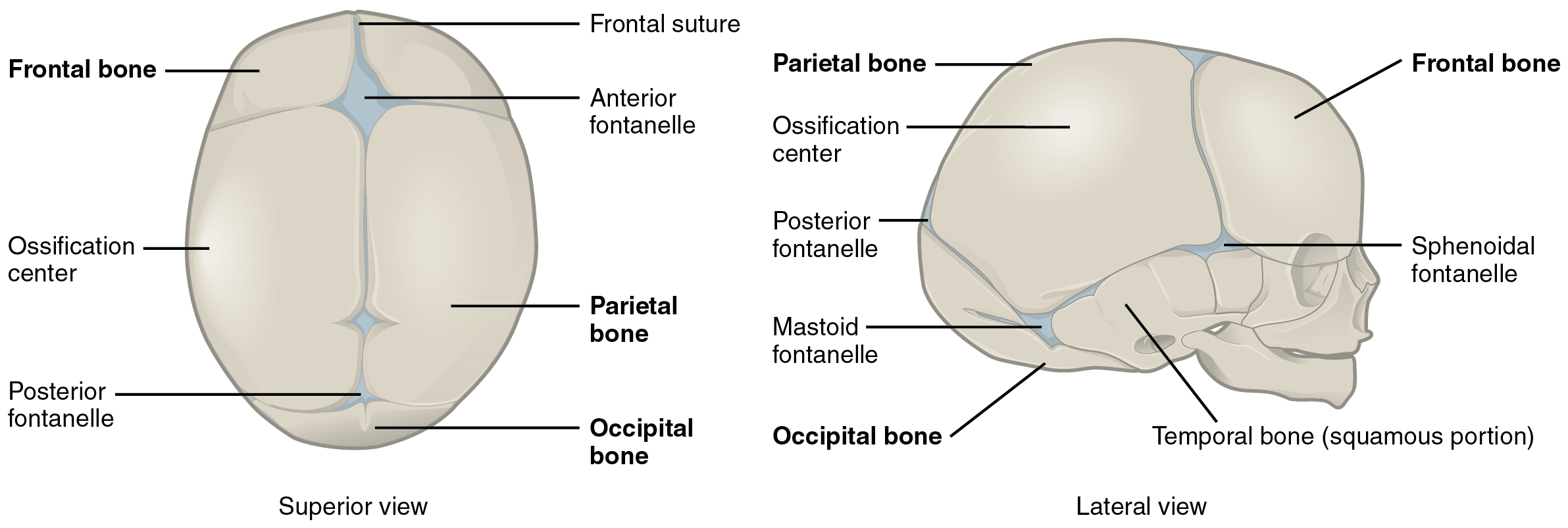 Embryonic Development Of The Axial Skeleton Anatomy And Physiology Embryonic Development Of The Axial Skeleton Anatomy And Physiology