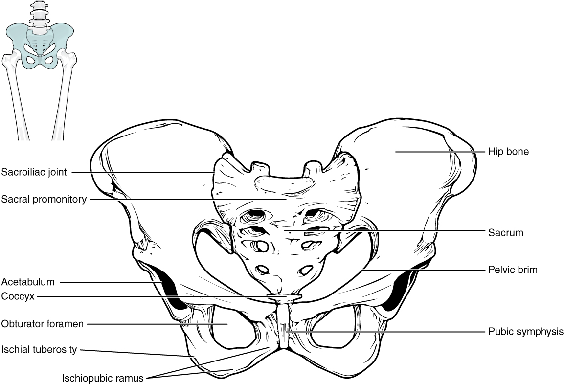The Pelvic Girdle And Pelvis Anatomy And Physiology