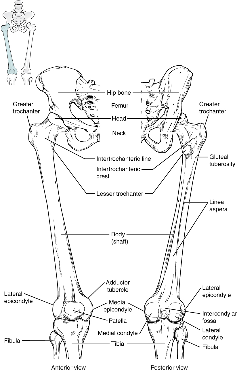 Bones Of The Lower Limb Anatomy And Physiology
