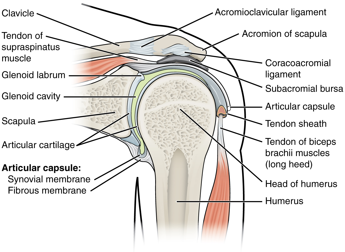 Anatomy Of Selected Synovial Joints Anatomy And Physiology