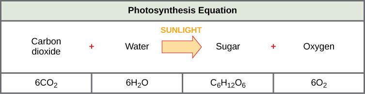 Overview Of Photosynthesis Biology