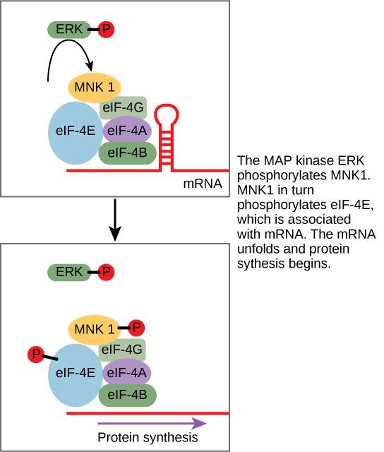 Response to the Signal · Biology