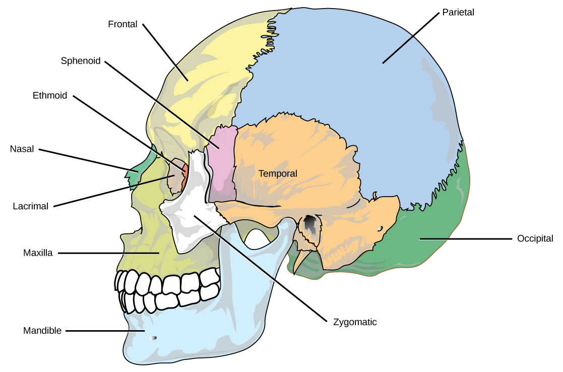 Types Of Skeletal Systems Biology