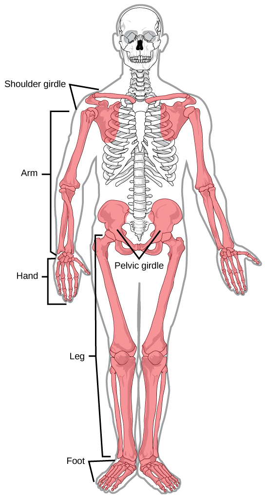 Types Of Skeletal Systems Biology