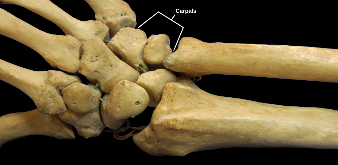 The Tarsal Bones