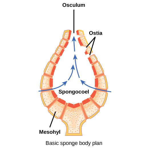 Sponges And Cnidarians Concepts Of Biology Sponges And Cnidarians Concepts Of Biology