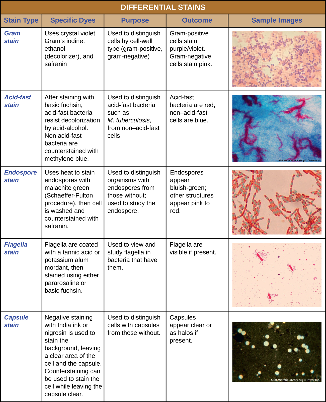 Staining Microscopic Specimens Microbiology
