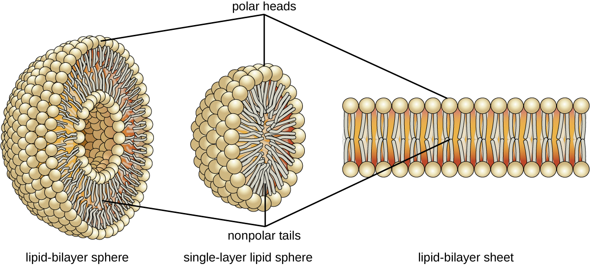 Lipids Microbiology