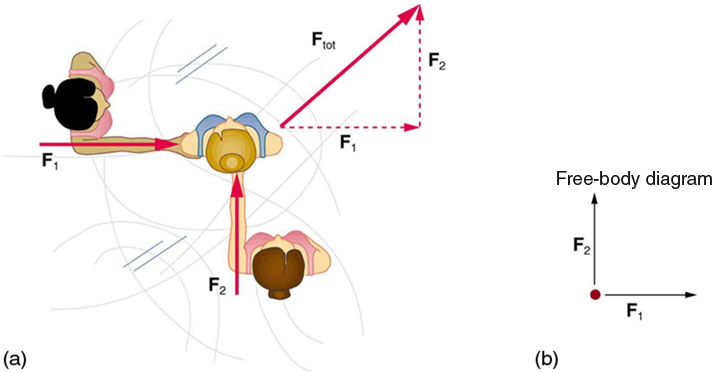 Development of Force Concept · Physics