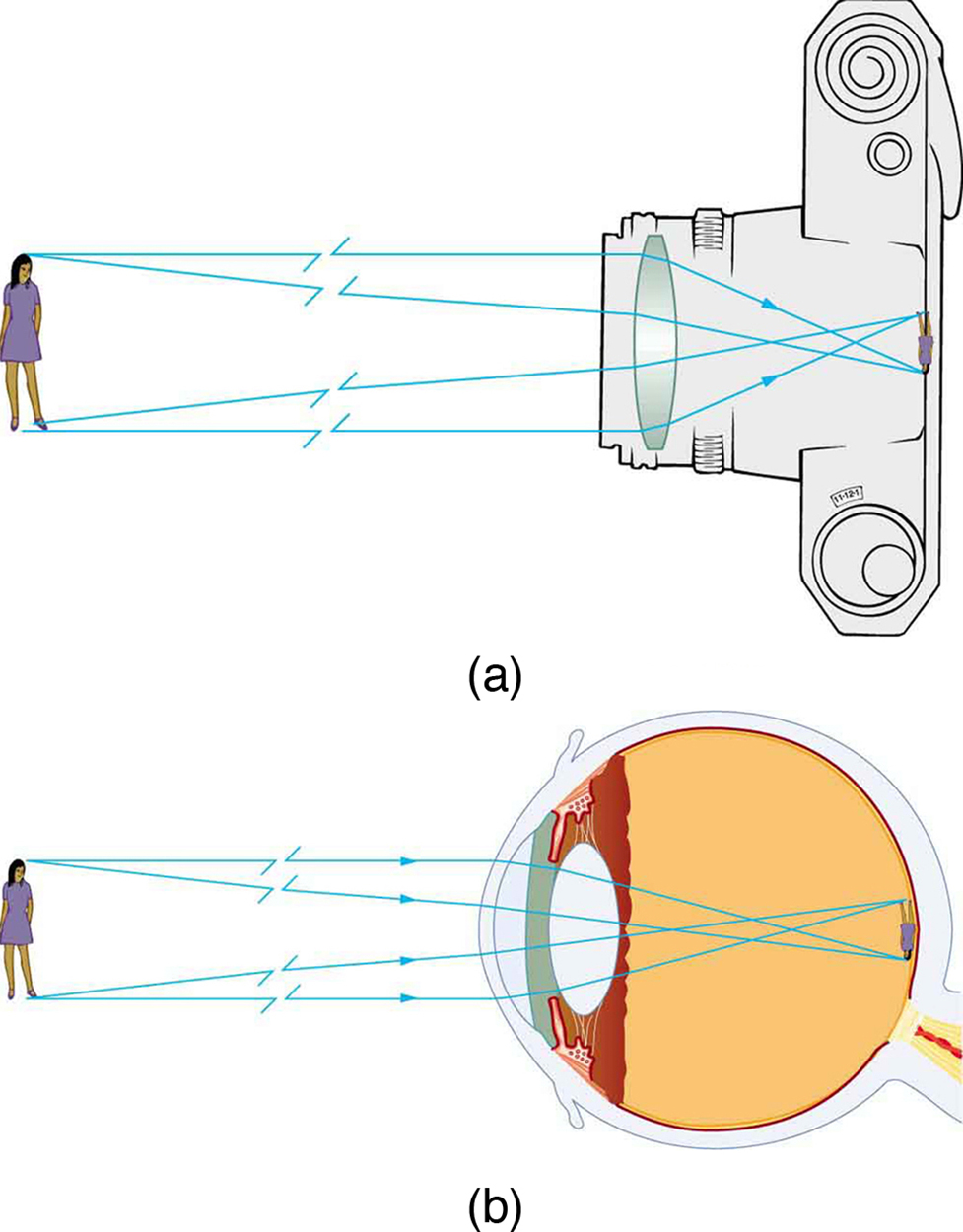 Image Formation by Lenses · Physics